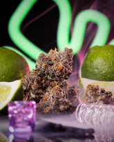 Wizard Trees Genetics – WizardT