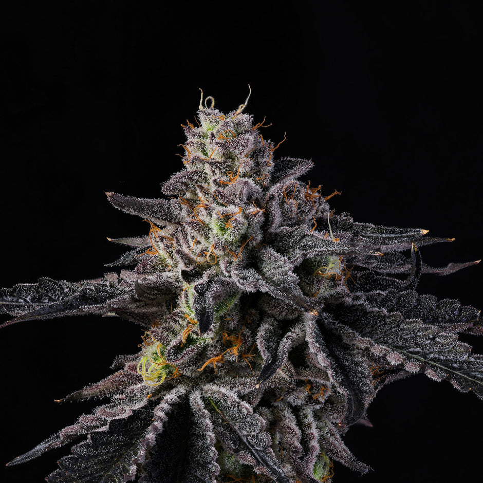 All Products – Wizard Trees Genetics