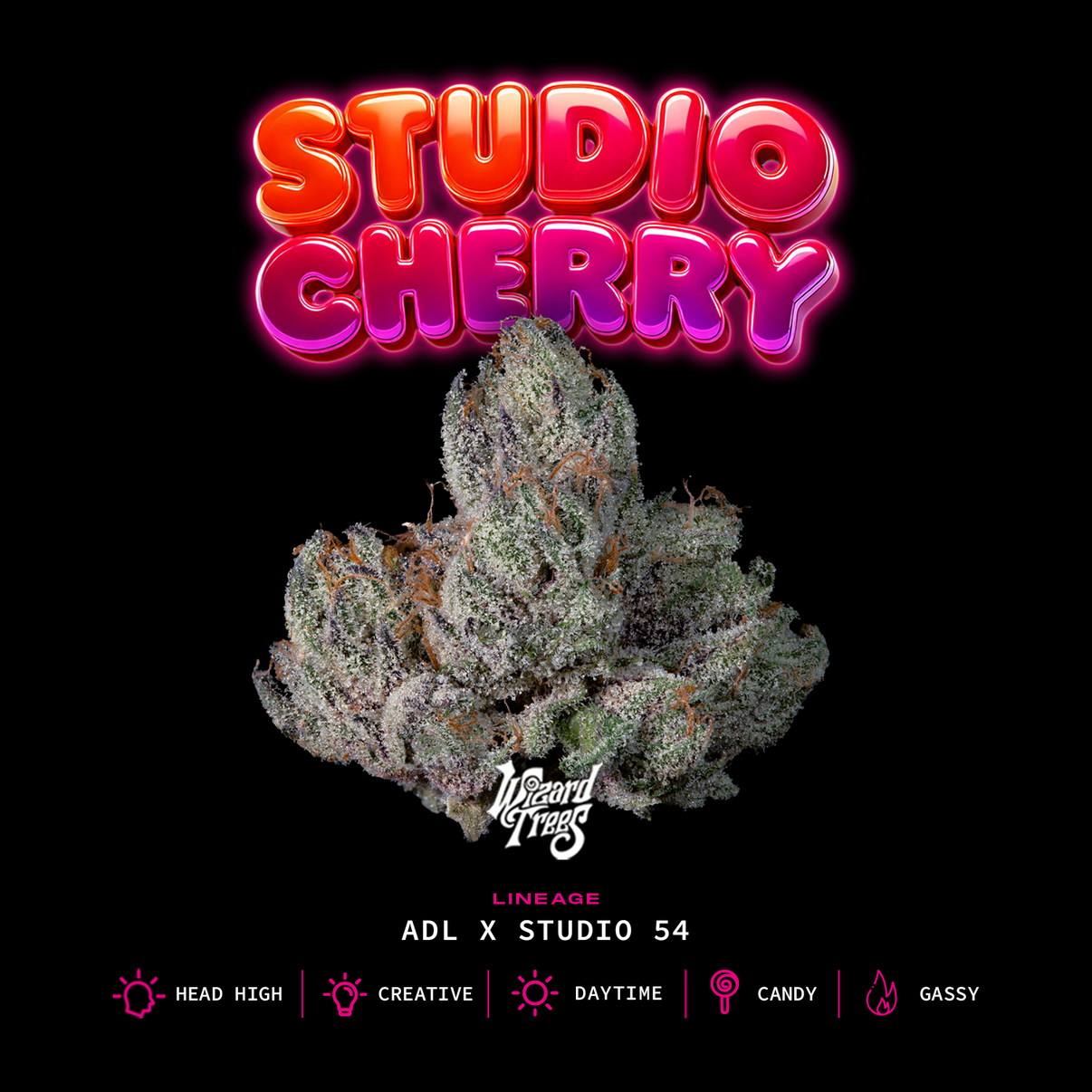 Studio Cherry – Wizard Trees Genetics
