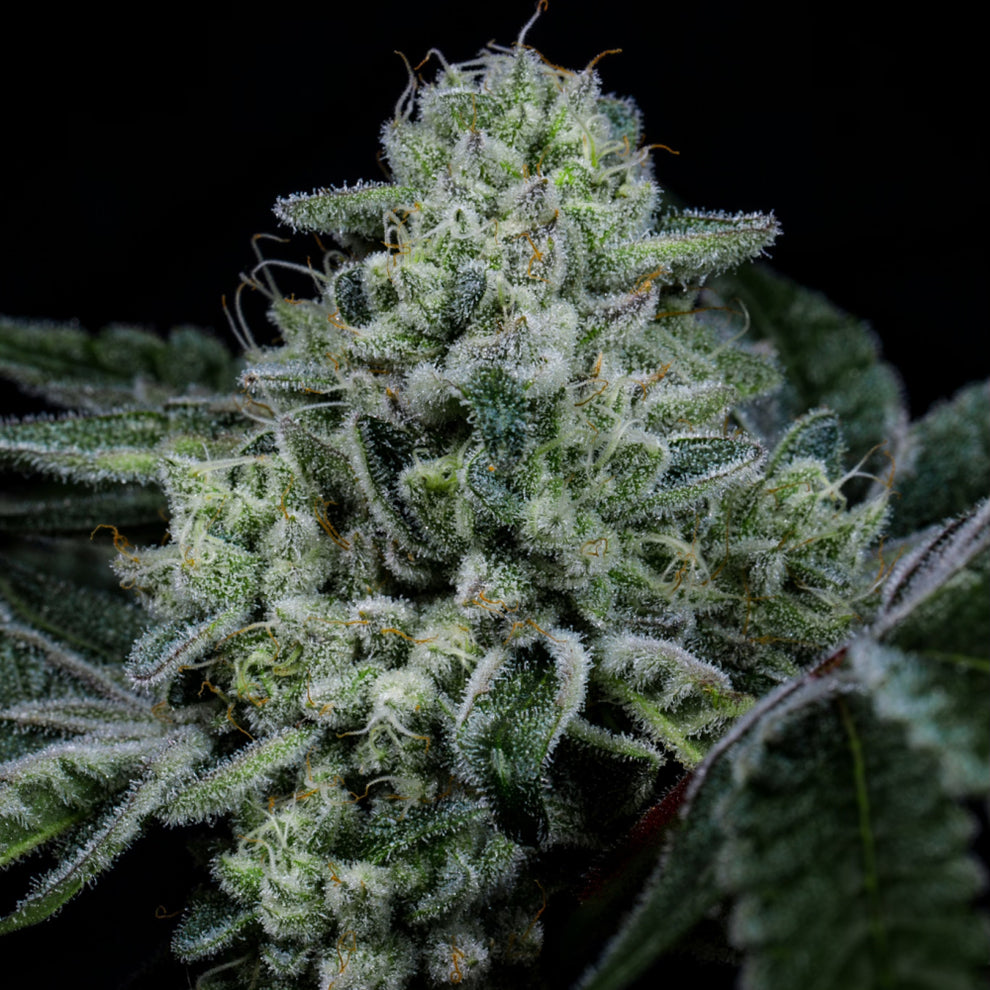 Side Piece – Wizard Trees Genetics