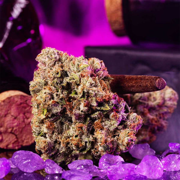 Wizard Fuel – Wizard Trees Genetics