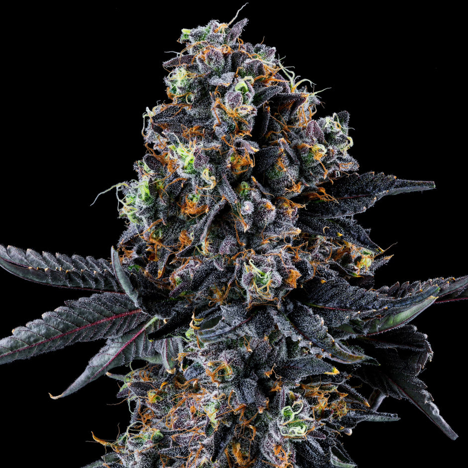 Studio 54 Genetics – Wizard Trees Genetics