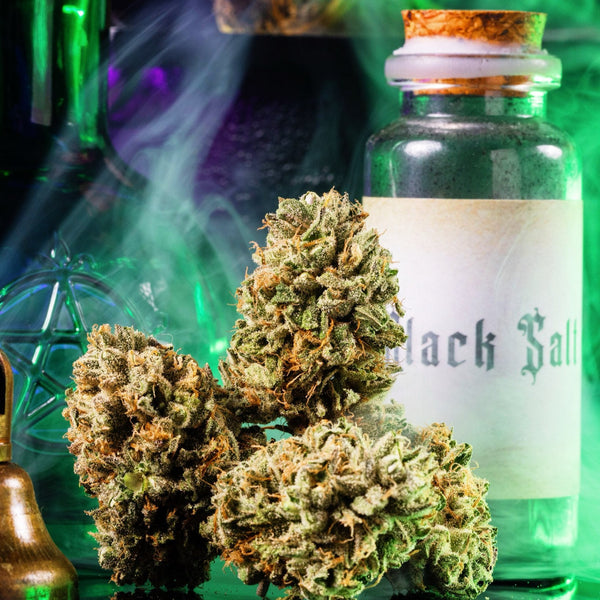 Big Z – Wizard Trees Genetics