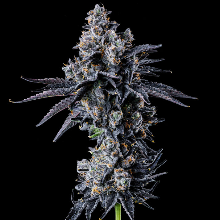 Empire 54 – Wizard Trees Genetics