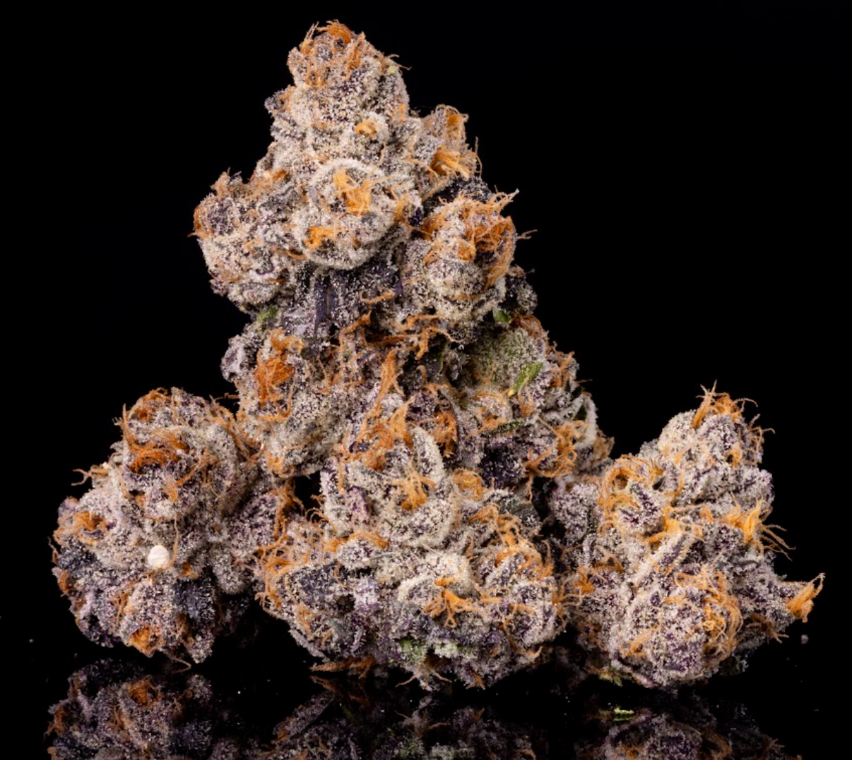Limelight – Wizard Trees Genetics