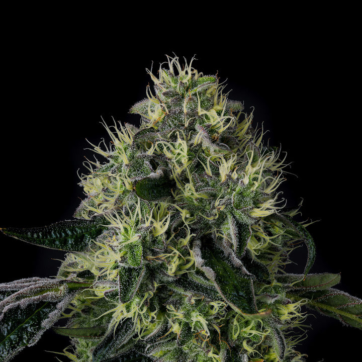 Wizard Trees Genetics