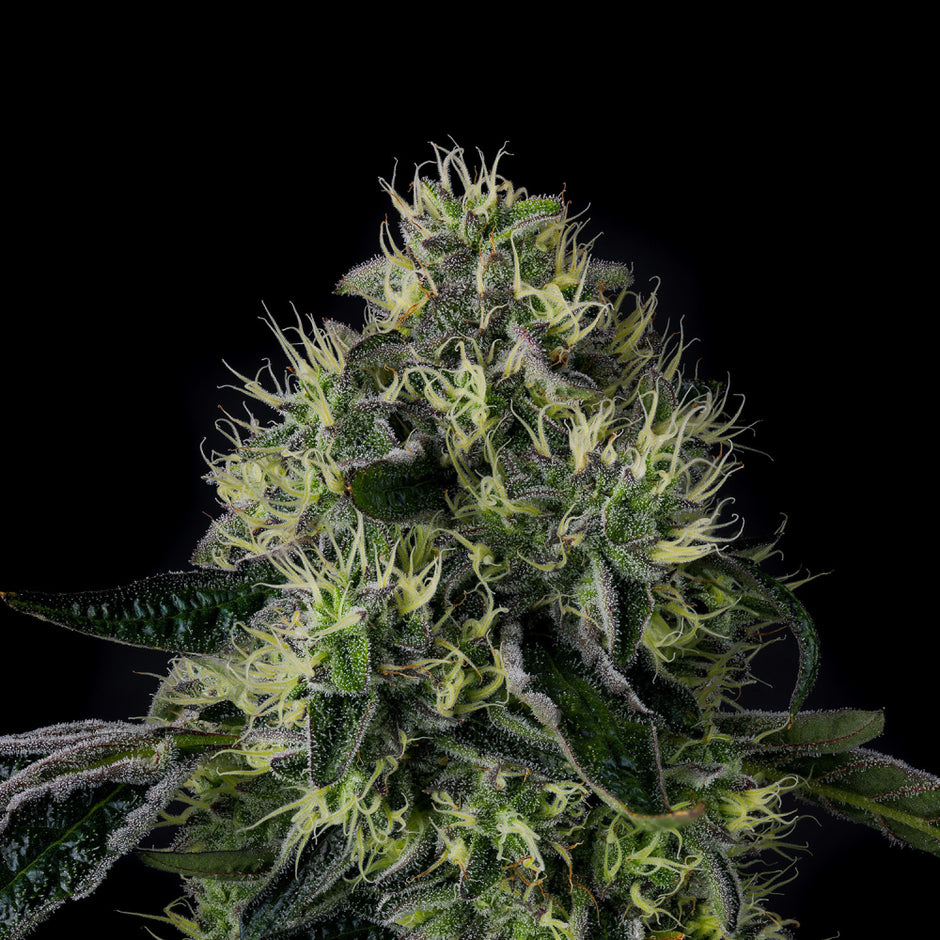 Wizard Trees Genetics