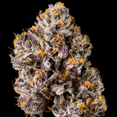Wizard Trees Genetics – WizardT