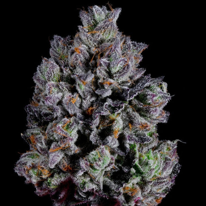 Wizard Trees Genetics – WizardT